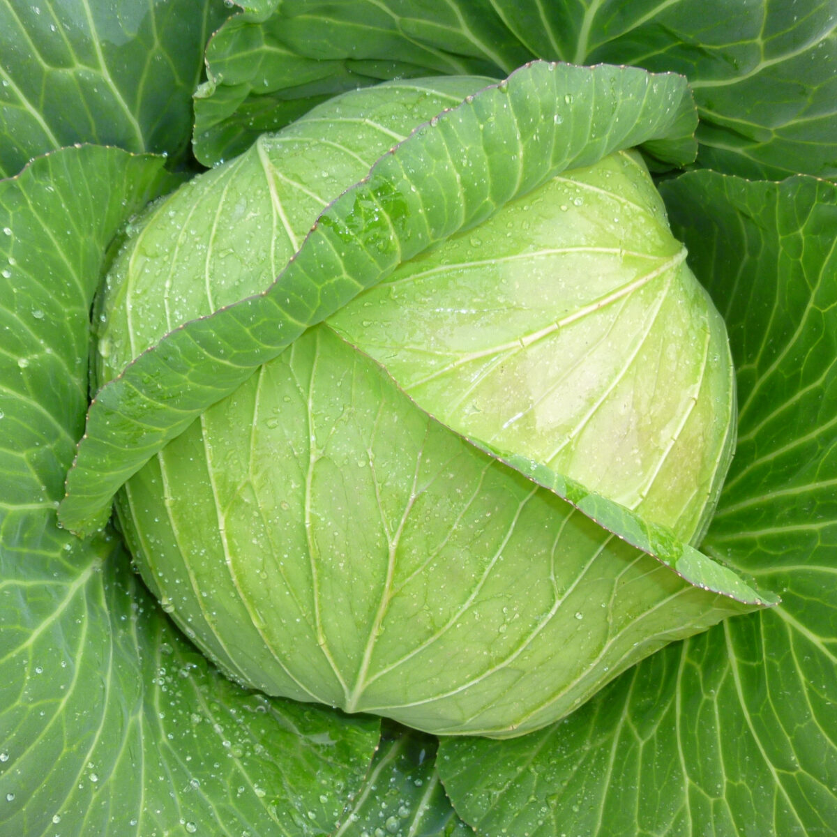 若松潮風Ⓡキャベツ | JA北九